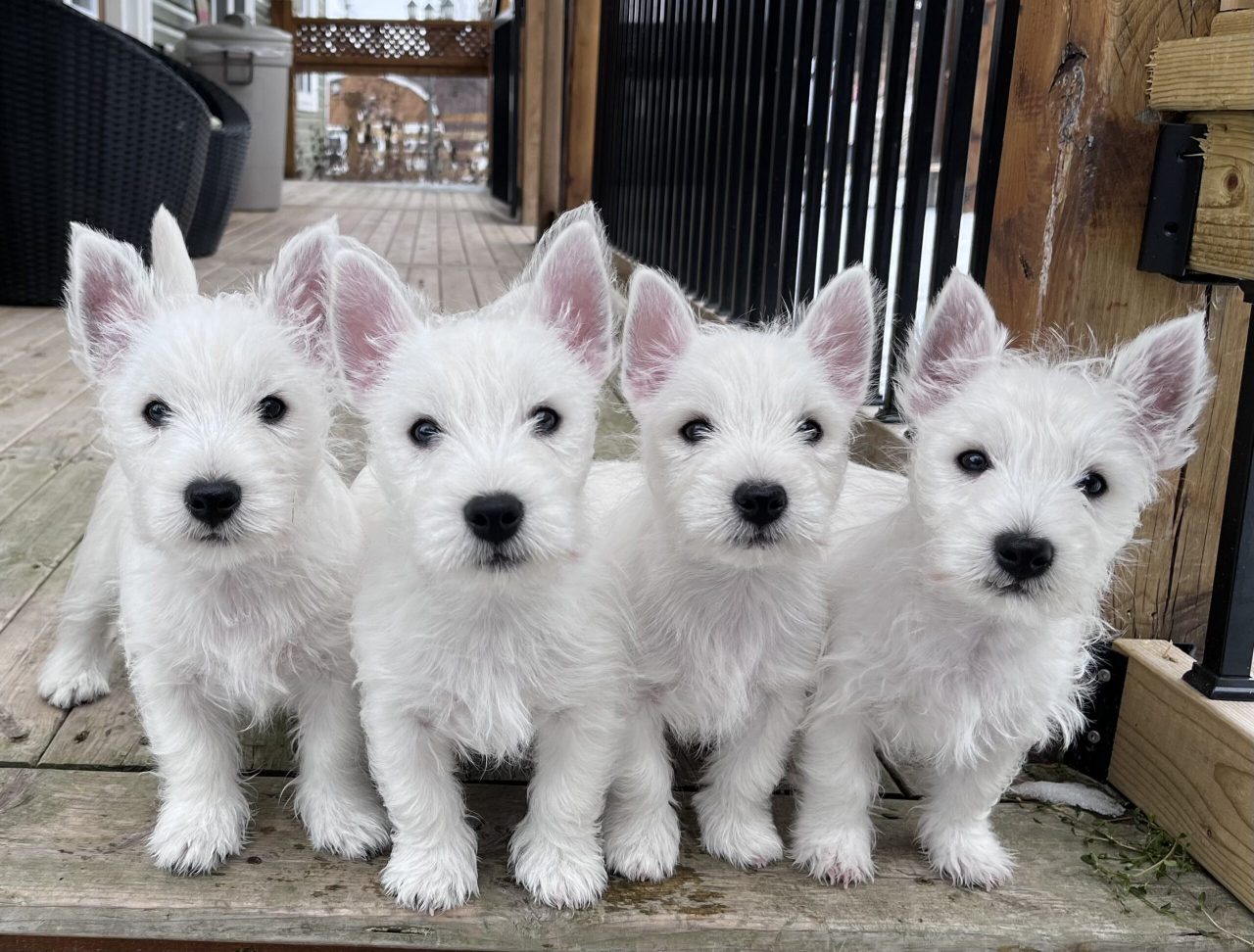 Photo Gallery – McRaegan Kennels